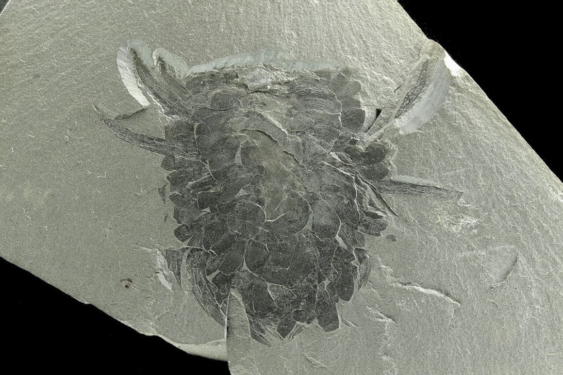 Fossil Graveyards Everywhere - Is Genesis History?