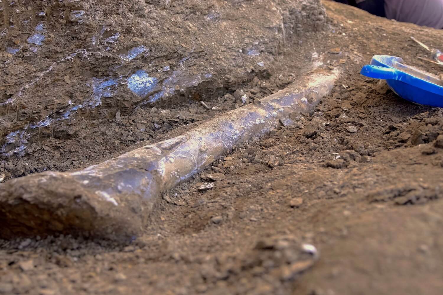 10,000 Dinosaurs in One Meter of Mud - Is Genesis History?