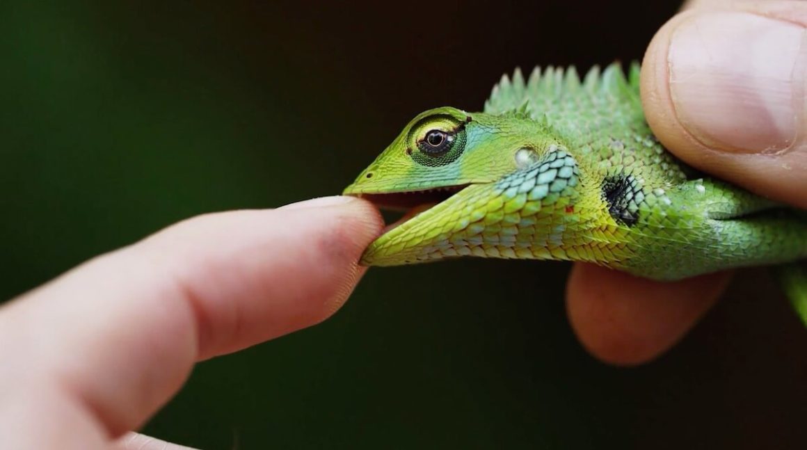 Watching Gordon Wilson's Riot & Dance - Is Genesis History?