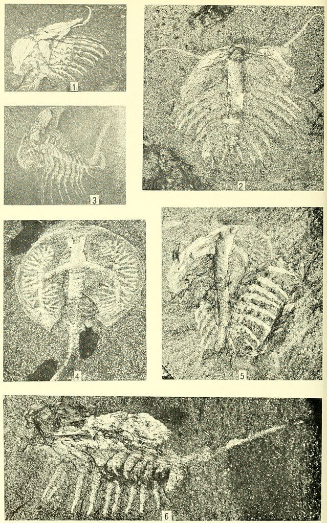 Fossil Graveyards Everywhere - Is Genesis History?