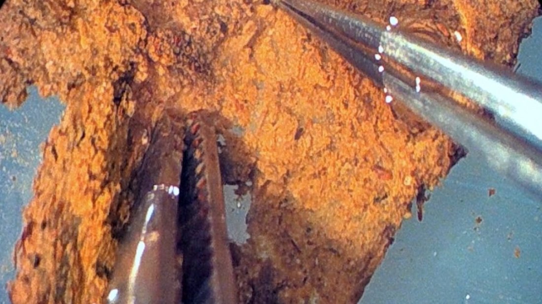 The Fascinating Story Behind Dinosaur Soft Tissue
